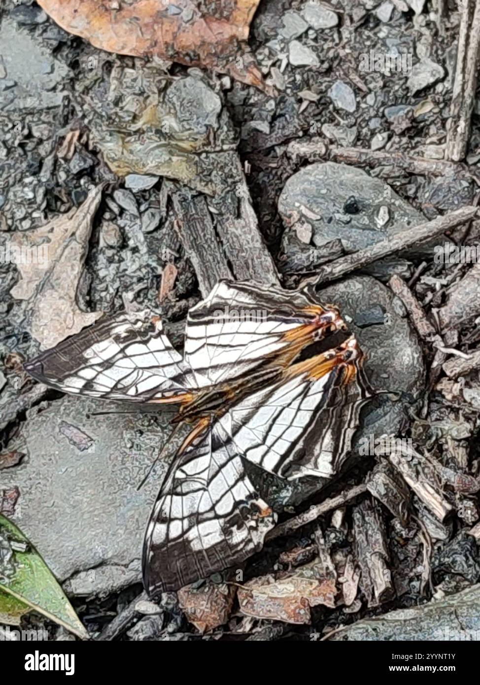 Common Mapwing (Cyrestis thyodamas Stock Photo - Alamy