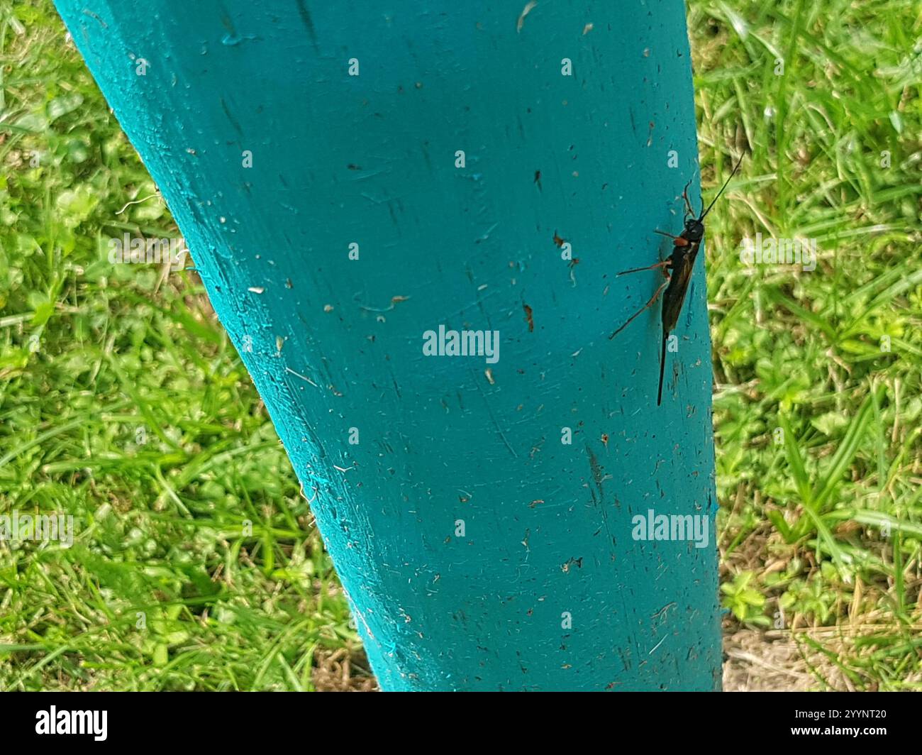 Dark-hipped Woodwasp (Xeris spectrum Stock Photo - Alamy
