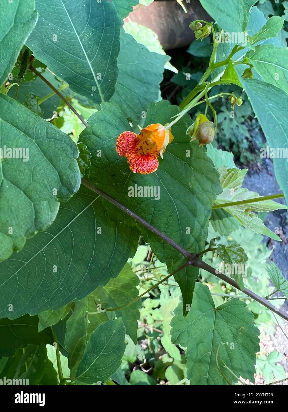common jewelweed (Impatiens capensis Stock Photo - Alamy