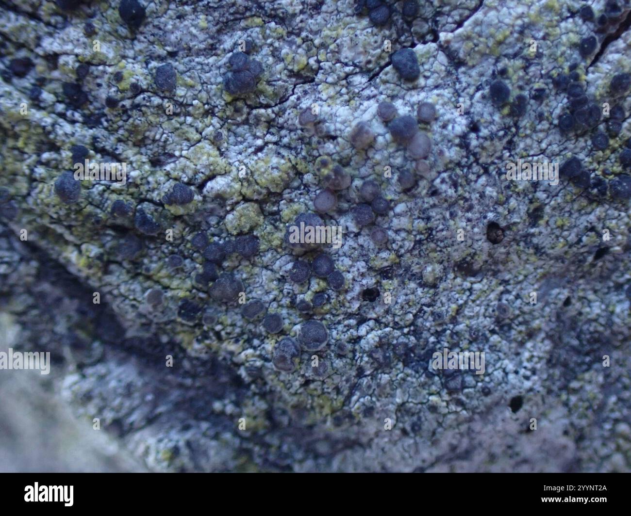 Multicolored Dot Lichen (Cliostomum griffithii Stock Photo - Alamy