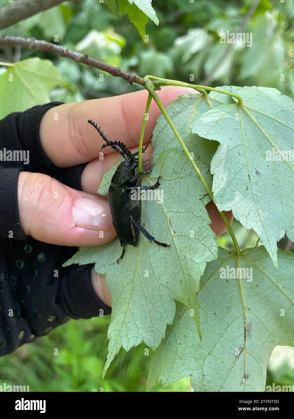 Broad-necked Root Borer (Prionus laticollis Stock Photo - Alamy