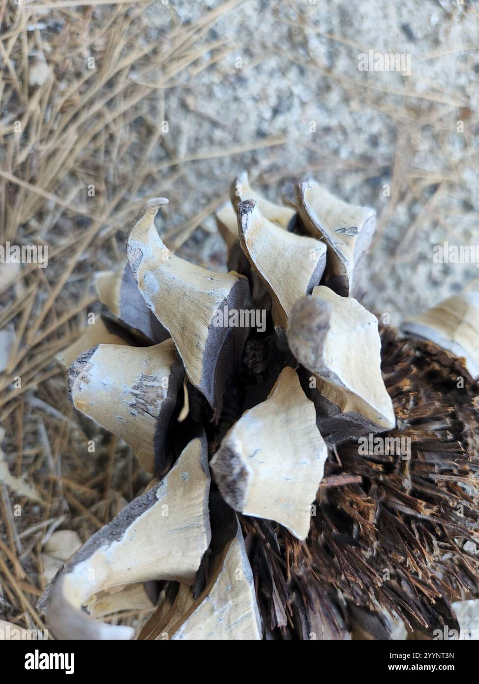 Pinus coulteri coulter pine hi-res stock photography and images - Alamy