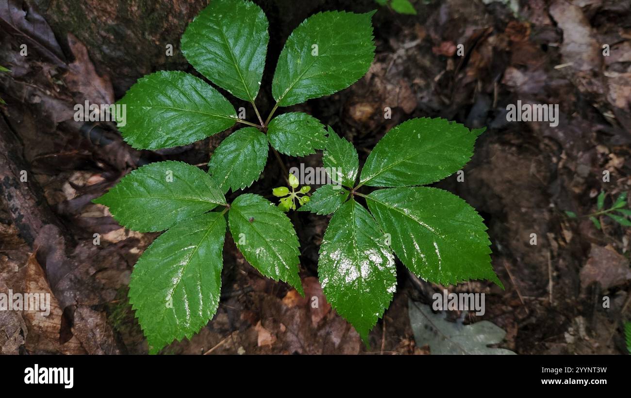 American ginseng (Panax quinquefolius Stock Photo - Alamy