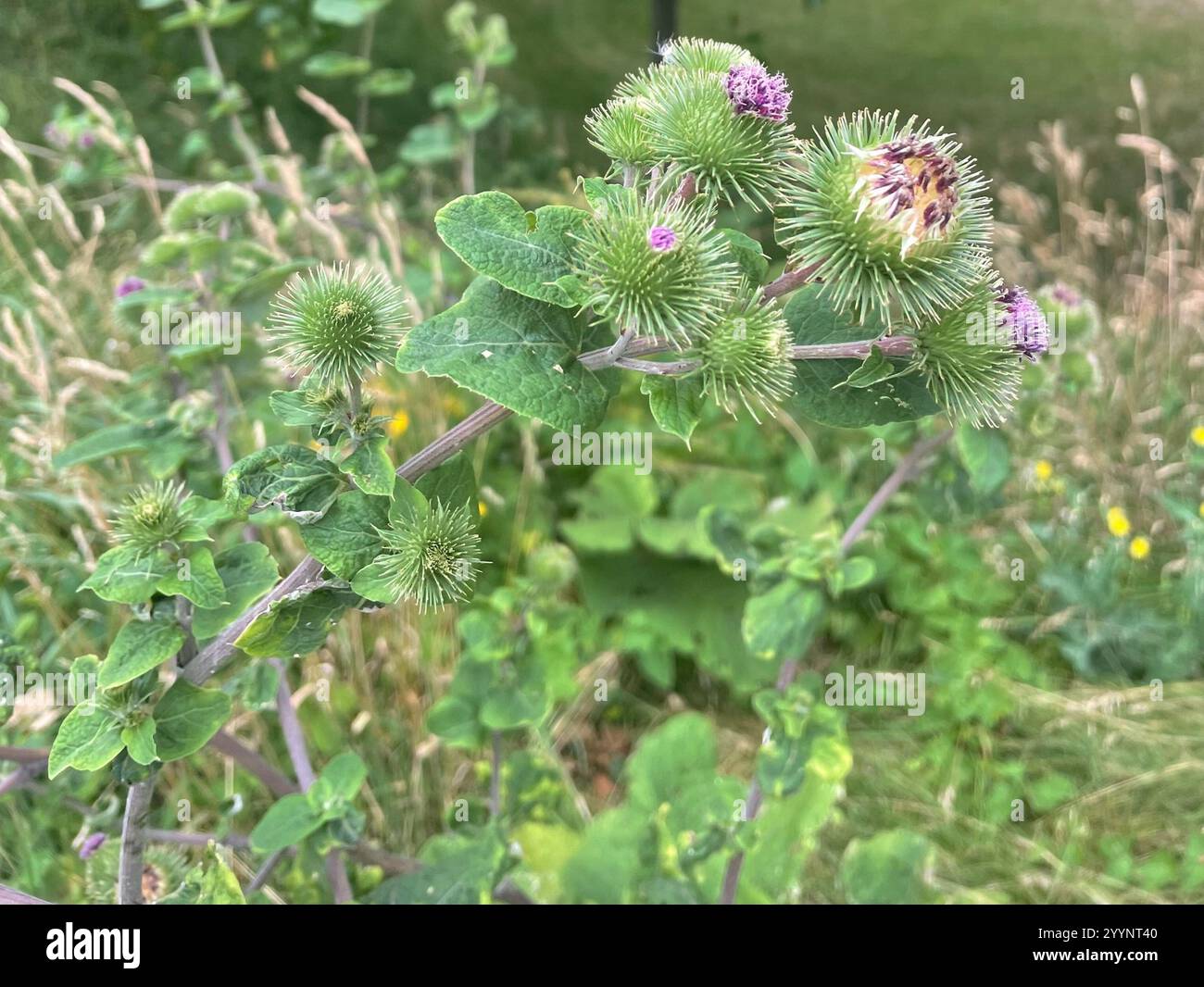 greater burdock (Arctium lappa Stock Photo - Alamy