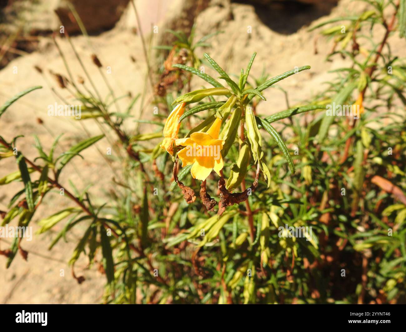 orange bush monkeyflower (Diplacus aurantiacus Stock Photo - Alamy
