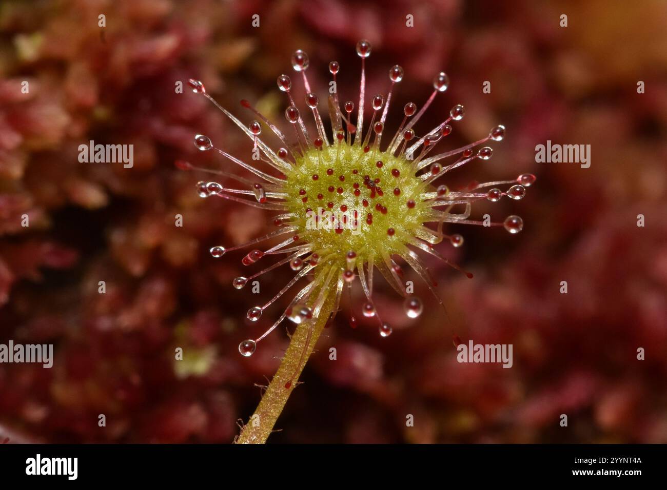 round-leaved sundew (Drosera rotundifolia Stock Photo - Alamy