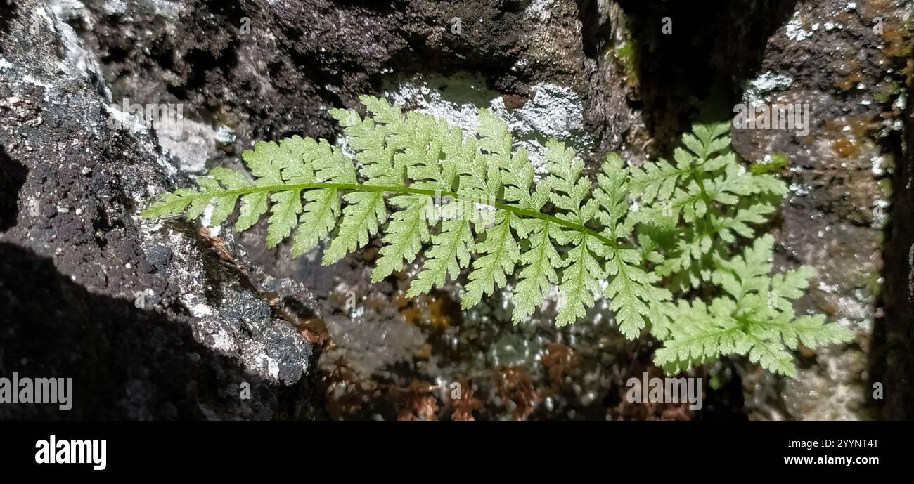 brittle bladderfern (Cystopteris fragilis Stock Photo - Alamy