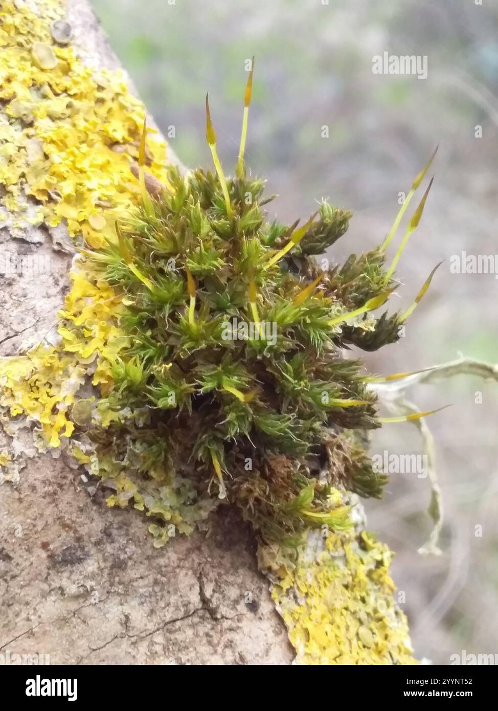 Wall Screw-moss (Tortula muralis Stock Photo - Alamy
