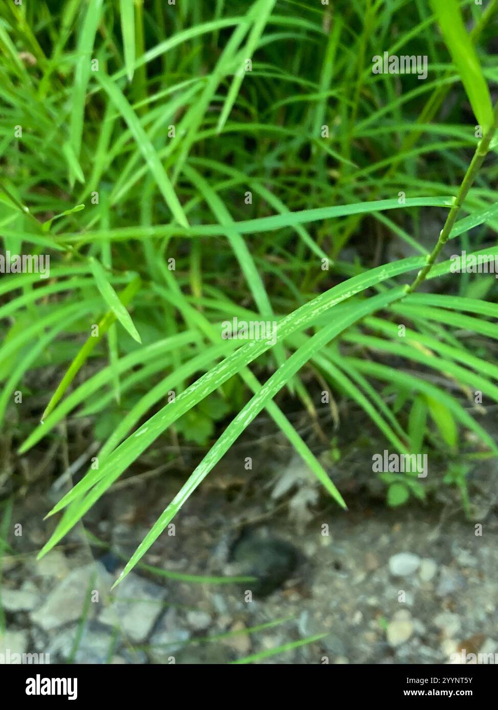grasses, sedges, cattails, and allies (Poales Stock Photo - Alamy