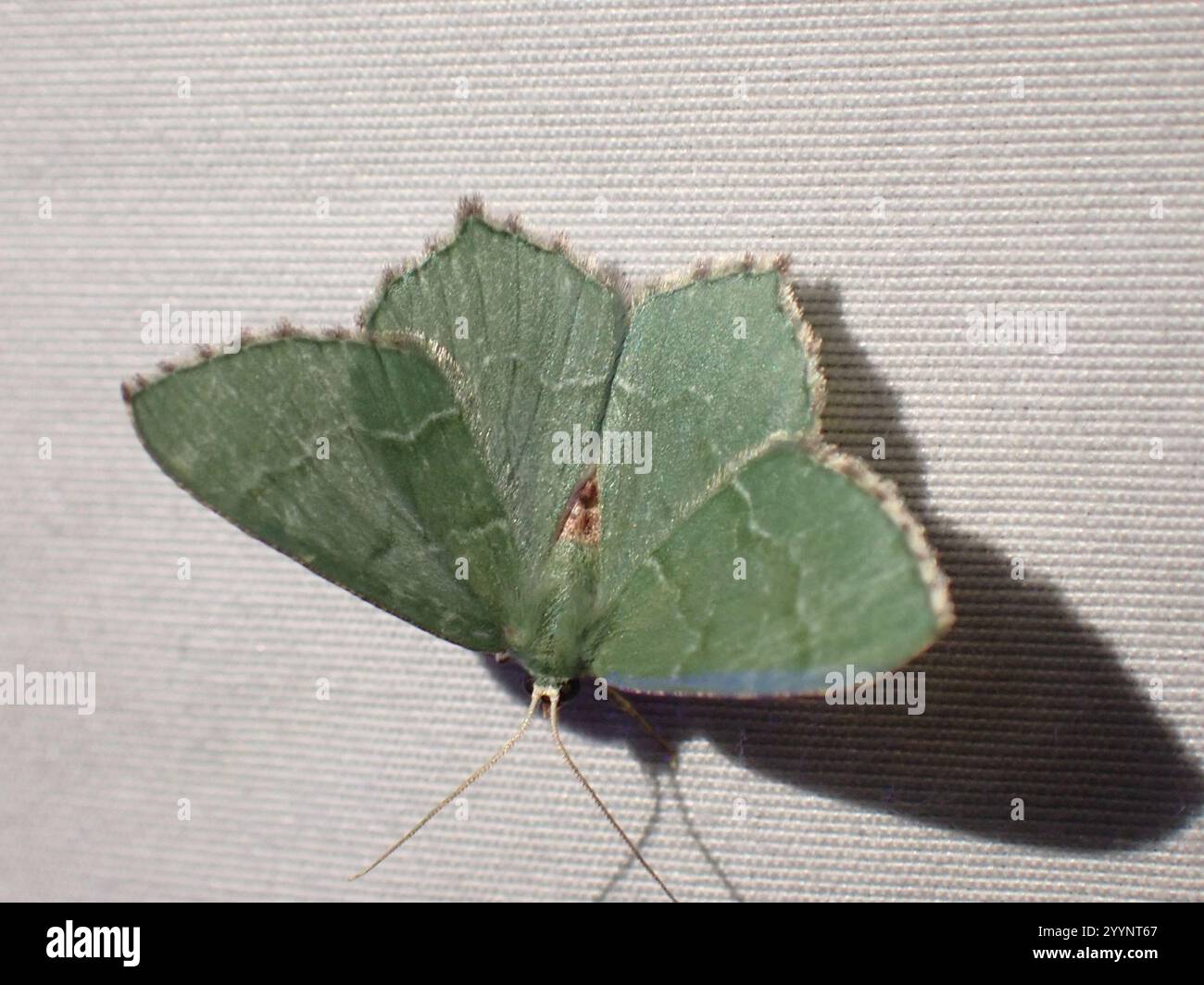 Common Emerald (Hemithea aestivaria Stock Photo - Alamy