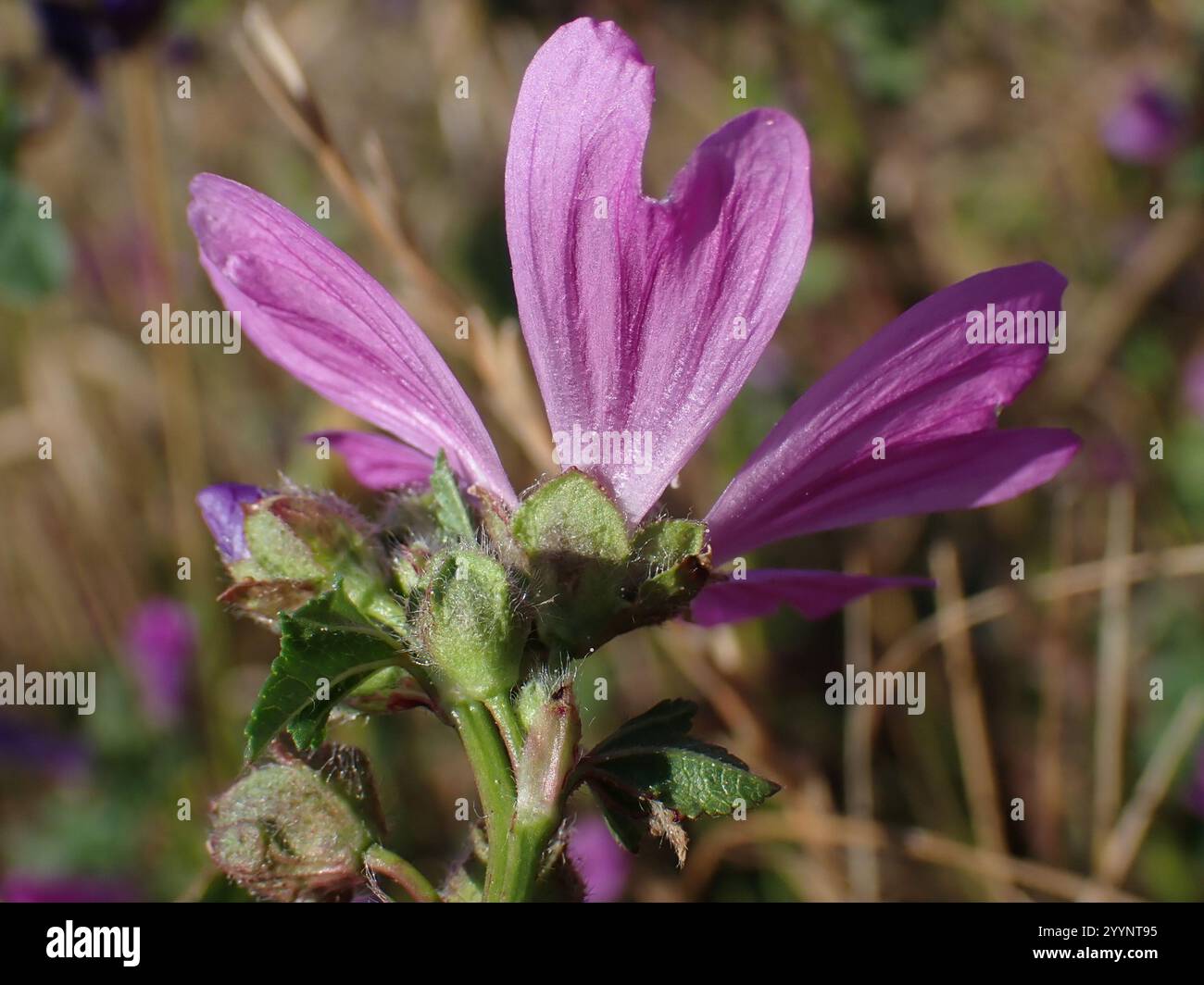 Common Mallow (Malva sylvestris Stock Photo - Alamy