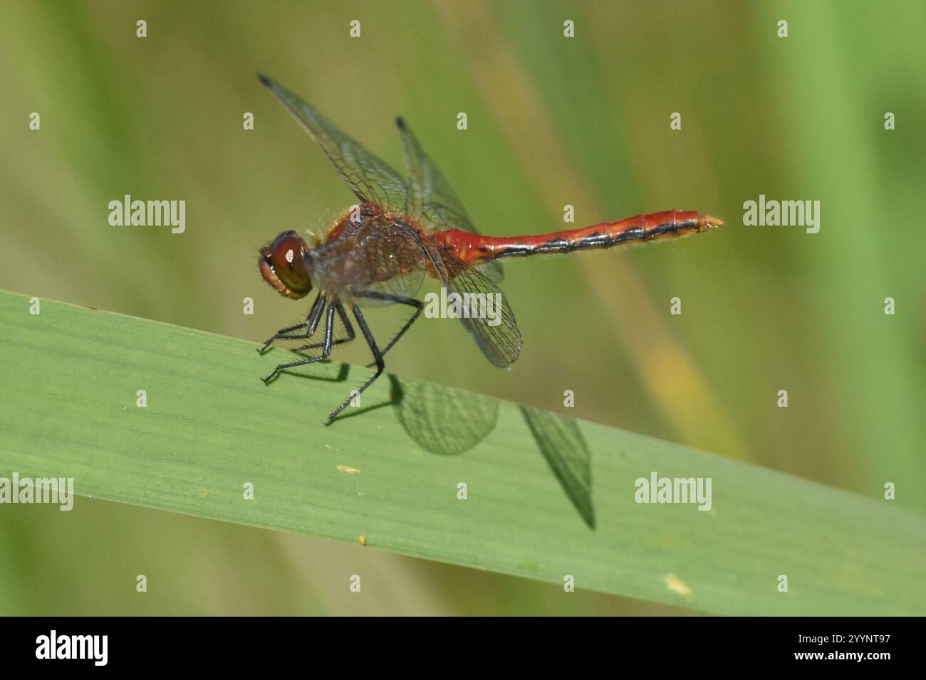 Cherry-faced Meadowhawk (Sympetrum internum Stock Photo - Alamy
