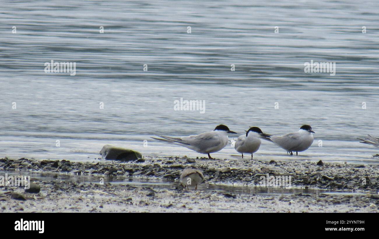 Sterna hirundo longipennis hi-res stock photography and images - Alamy