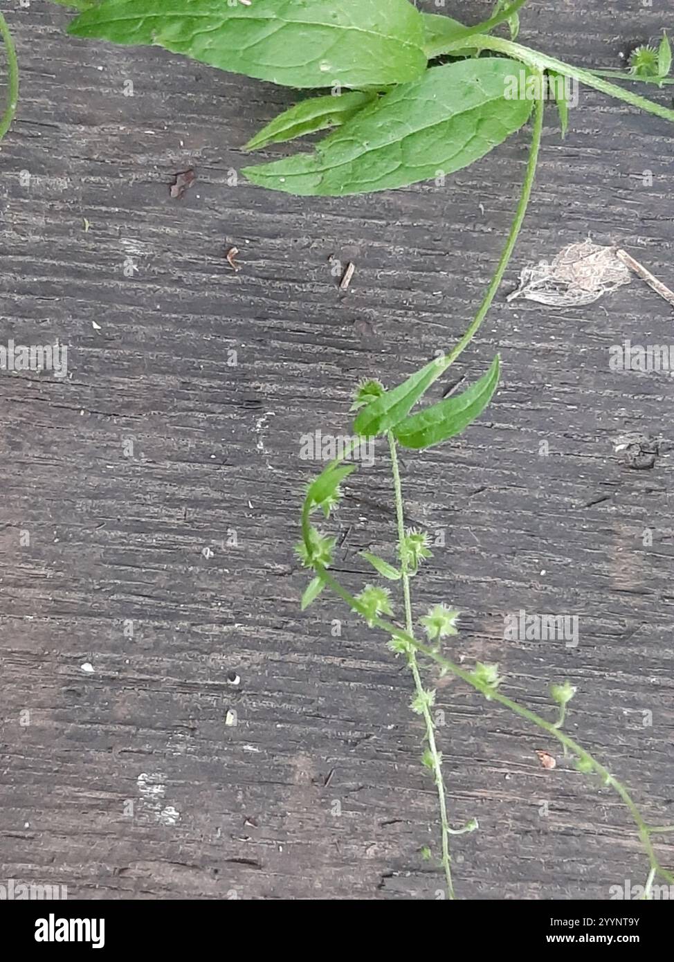 Hackelia deflexa hi-res stock photography and images - Alamy