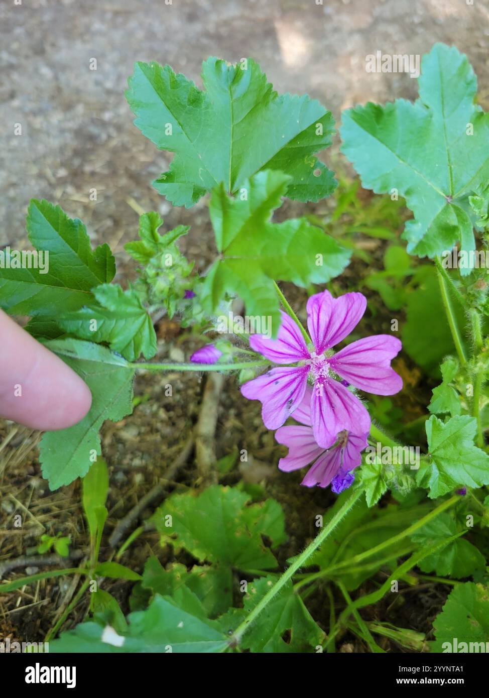 Common Mallow (Malva sylvestris Stock Photo - Alamy