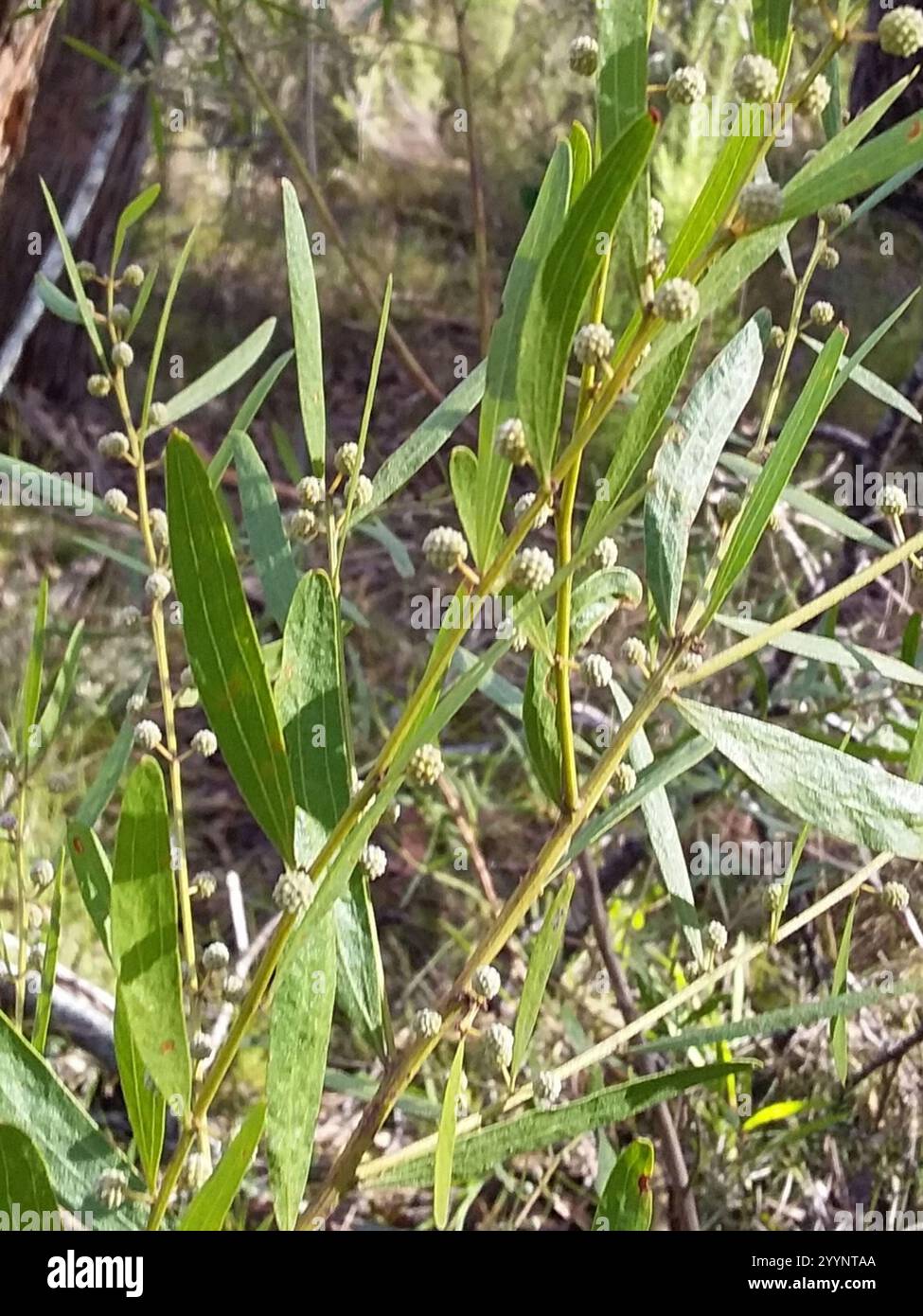 Varnish Wattle (Acacia verniciflua Stock Photo - Alamy