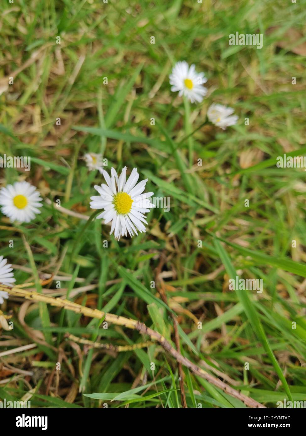 Lawn daisy (Bellis perennis Stock Photo - Alamy