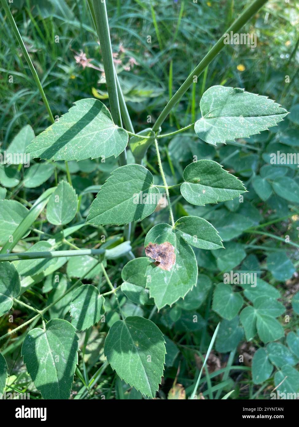 Broad-leaved Sermountain (Laserpitium latifolium Stock Photo - Alamy
