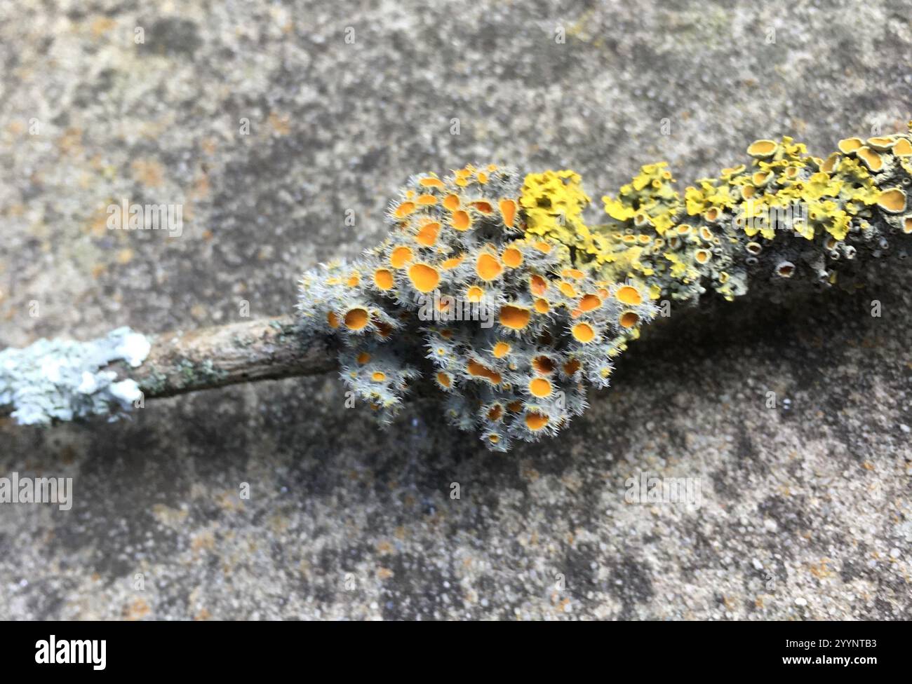 Golden-eye Lichen (Teloschistes chrysophthalmus Stock Photo - Alamy