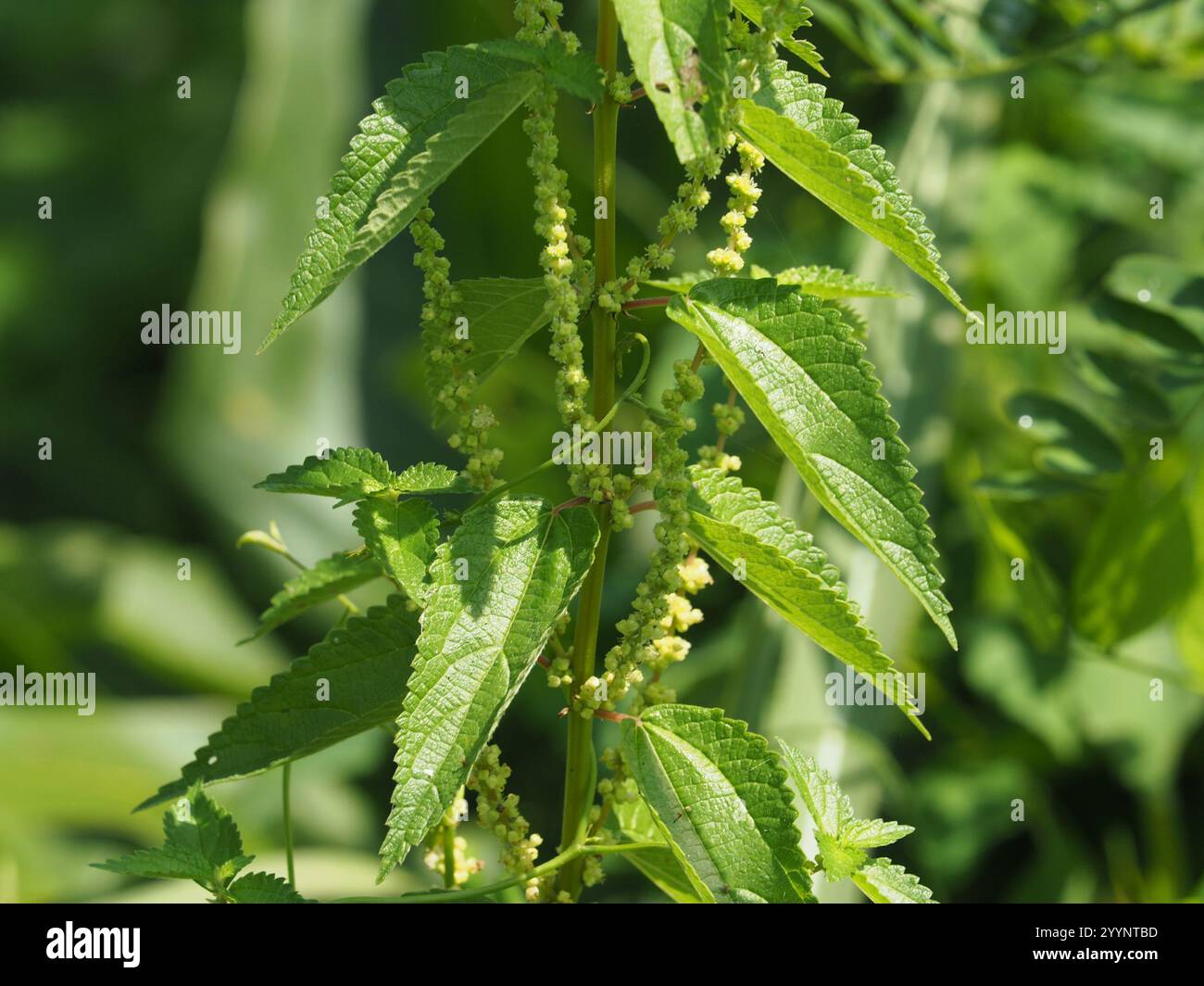 false nettles and allies (Boehmeria Stock Photo - Alamy