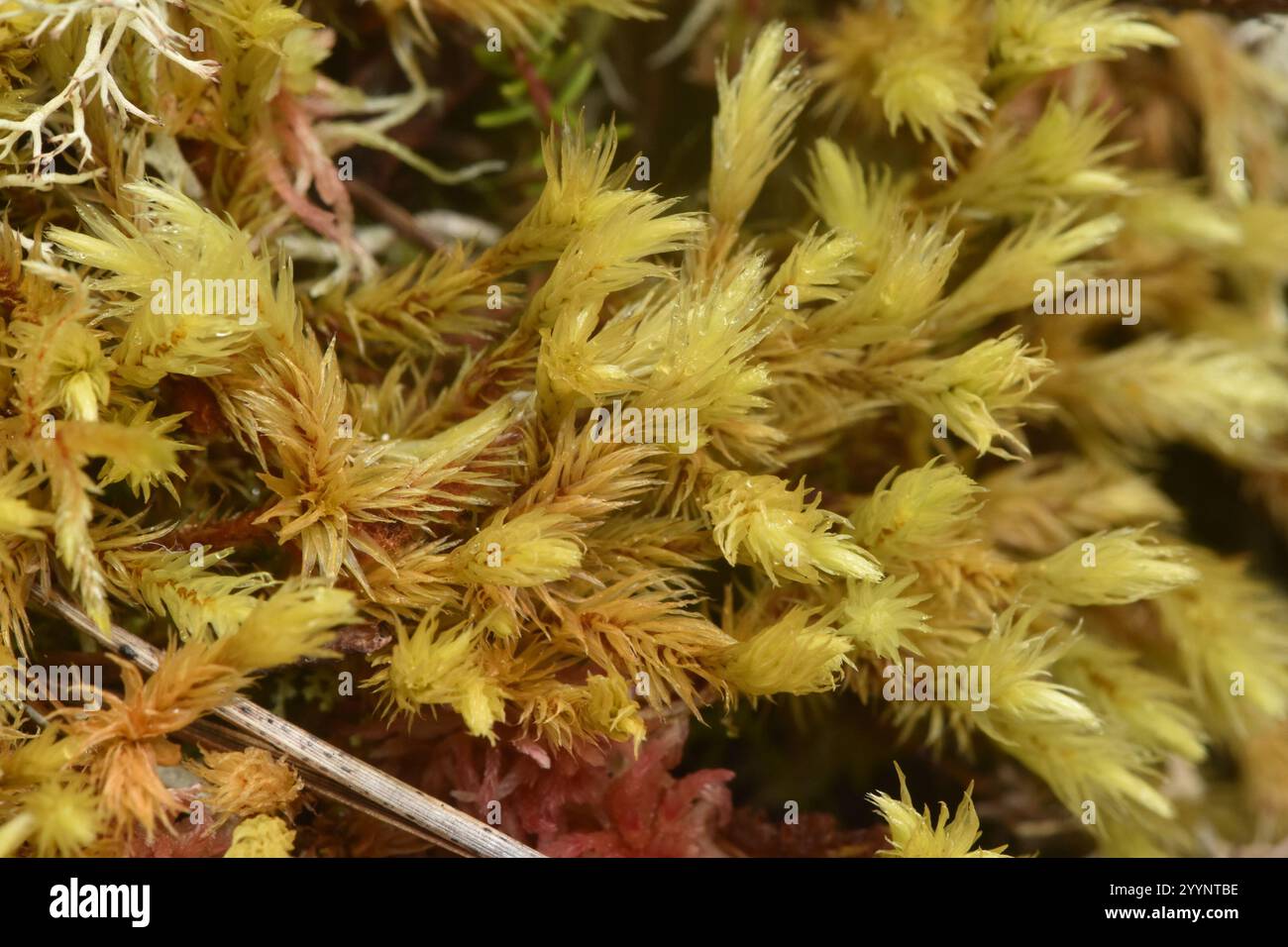 ribbed bog moss (Aulacomnium palustre Stock Photo - Alamy