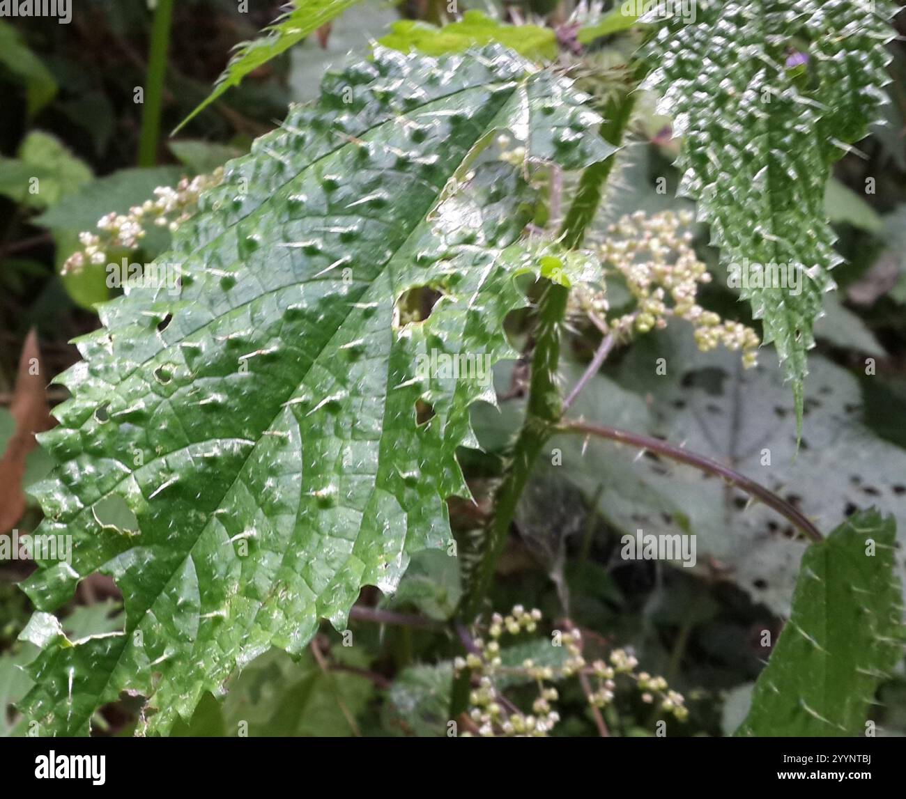 nettle family (Urticaceae Stock Photo - Alamy