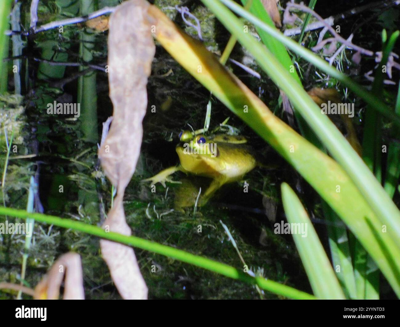 Pig Frog (Lithobates grylio Stock Photo - Alamy