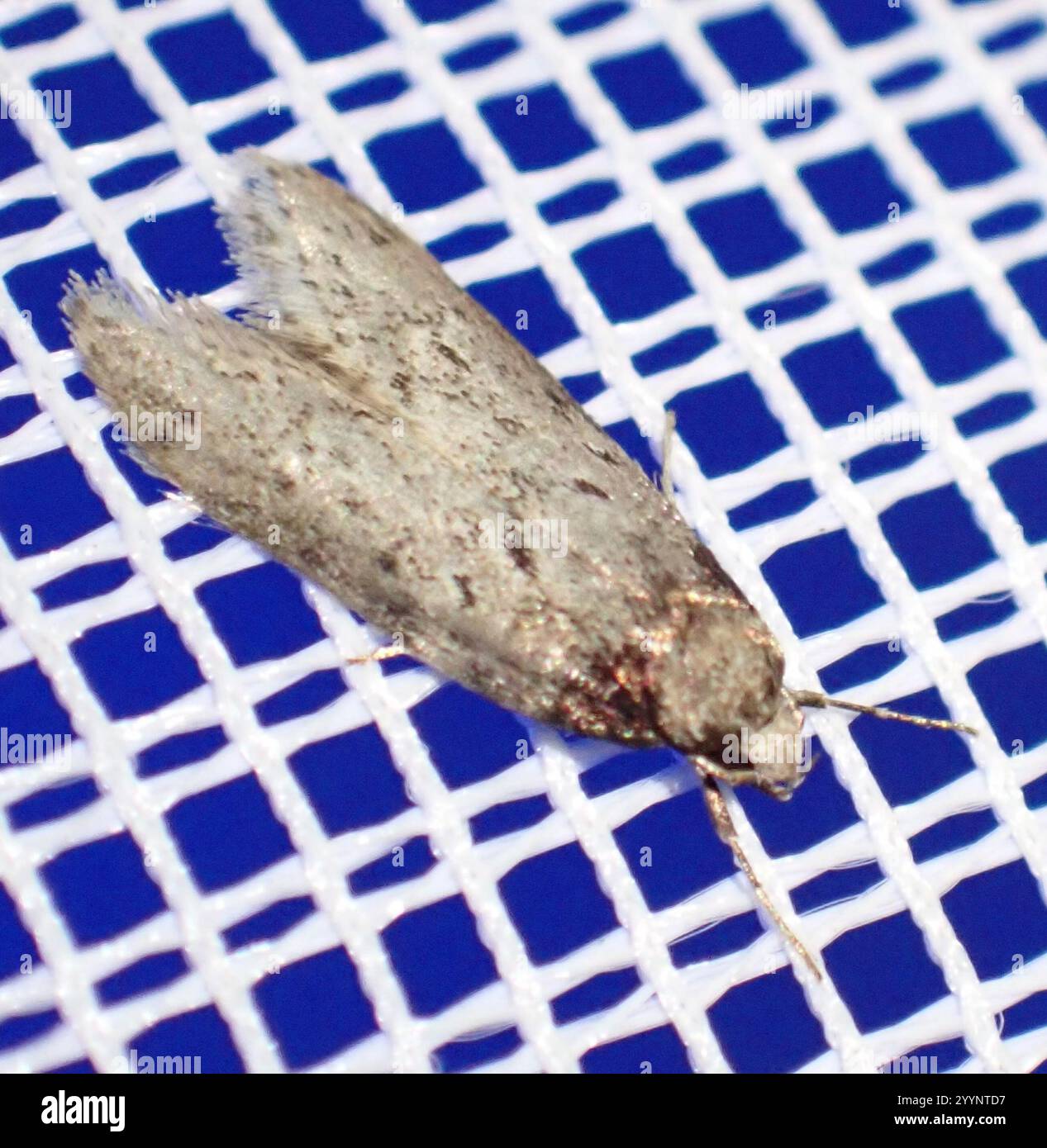 Curved-horn Moths (Gelechioidea Stock Photo - Alamy