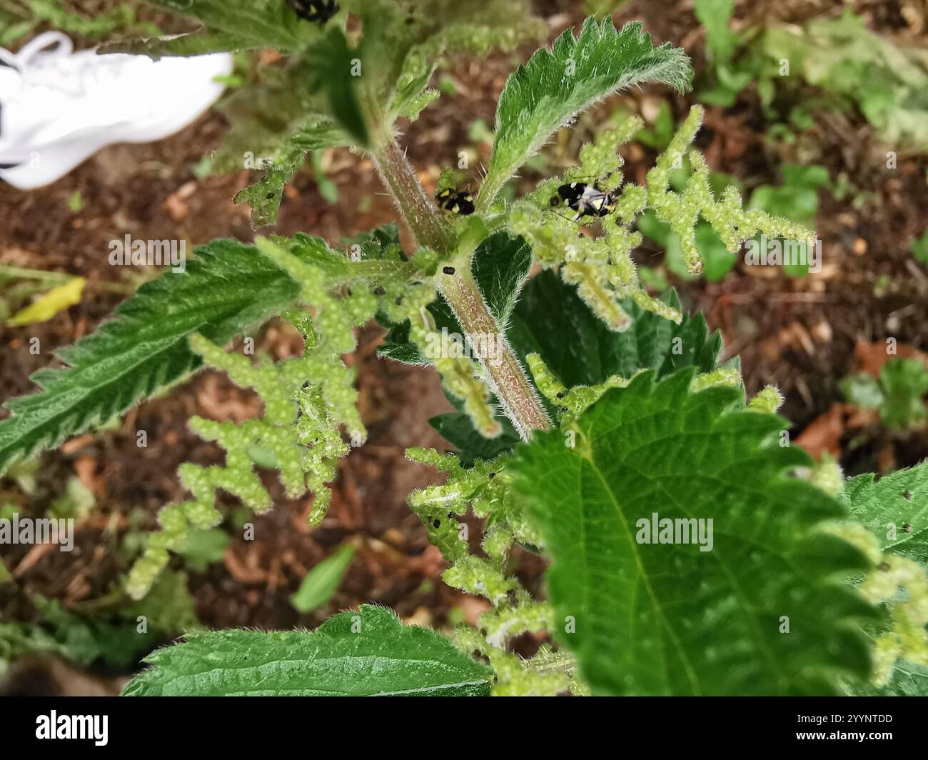 Three Spotted Nettle Bug (Liocoris tripustulatus Stock Photo - Alamy