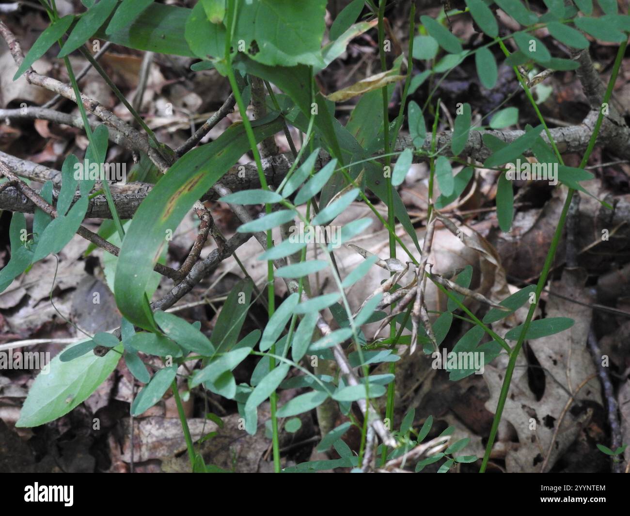 Carolina Vetch (Vicia caroliniana Stock Photo - Alamy