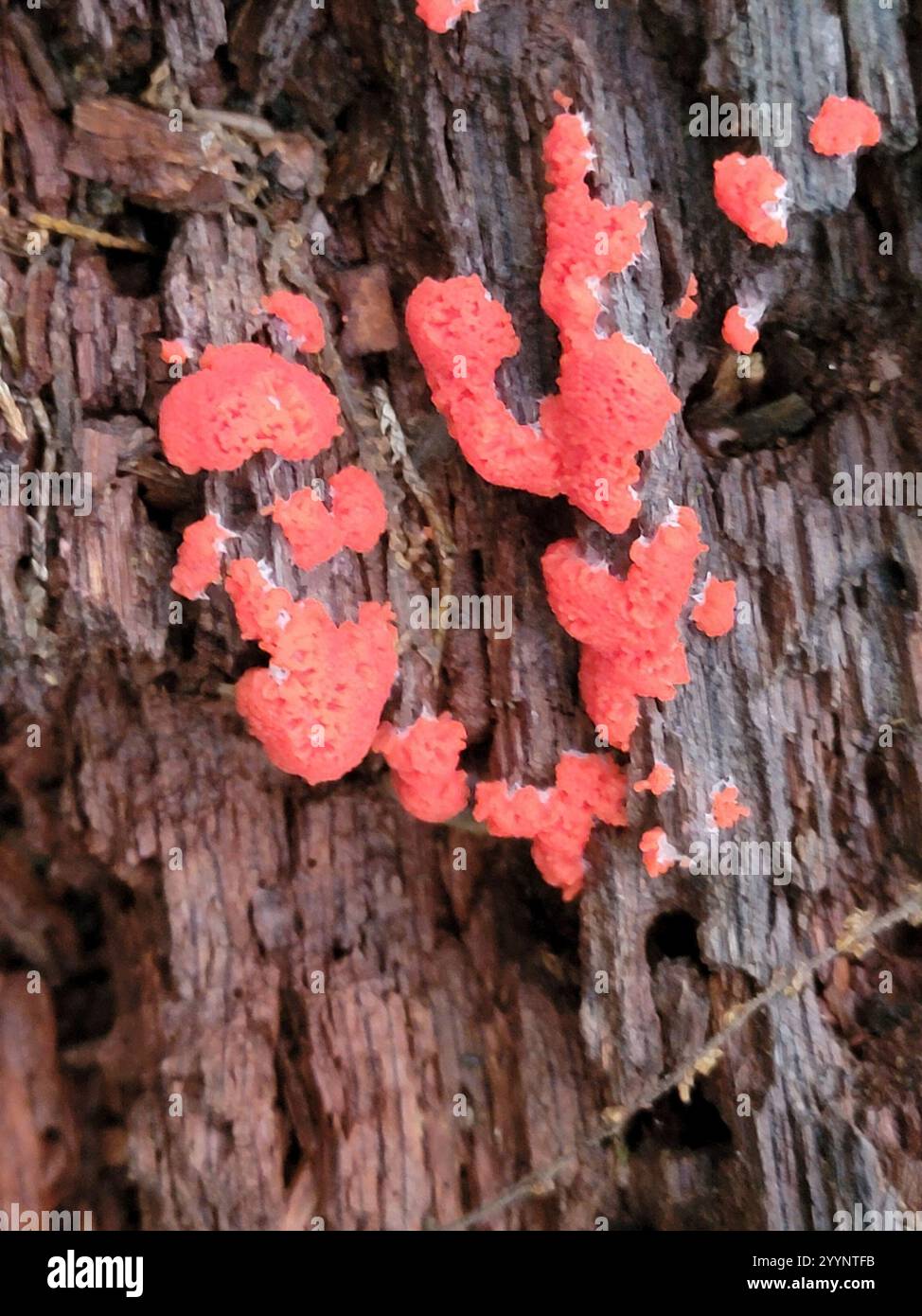 Red Raspberry Slime Mold (Tubifera ferruginosa Stock Photo - Alamy