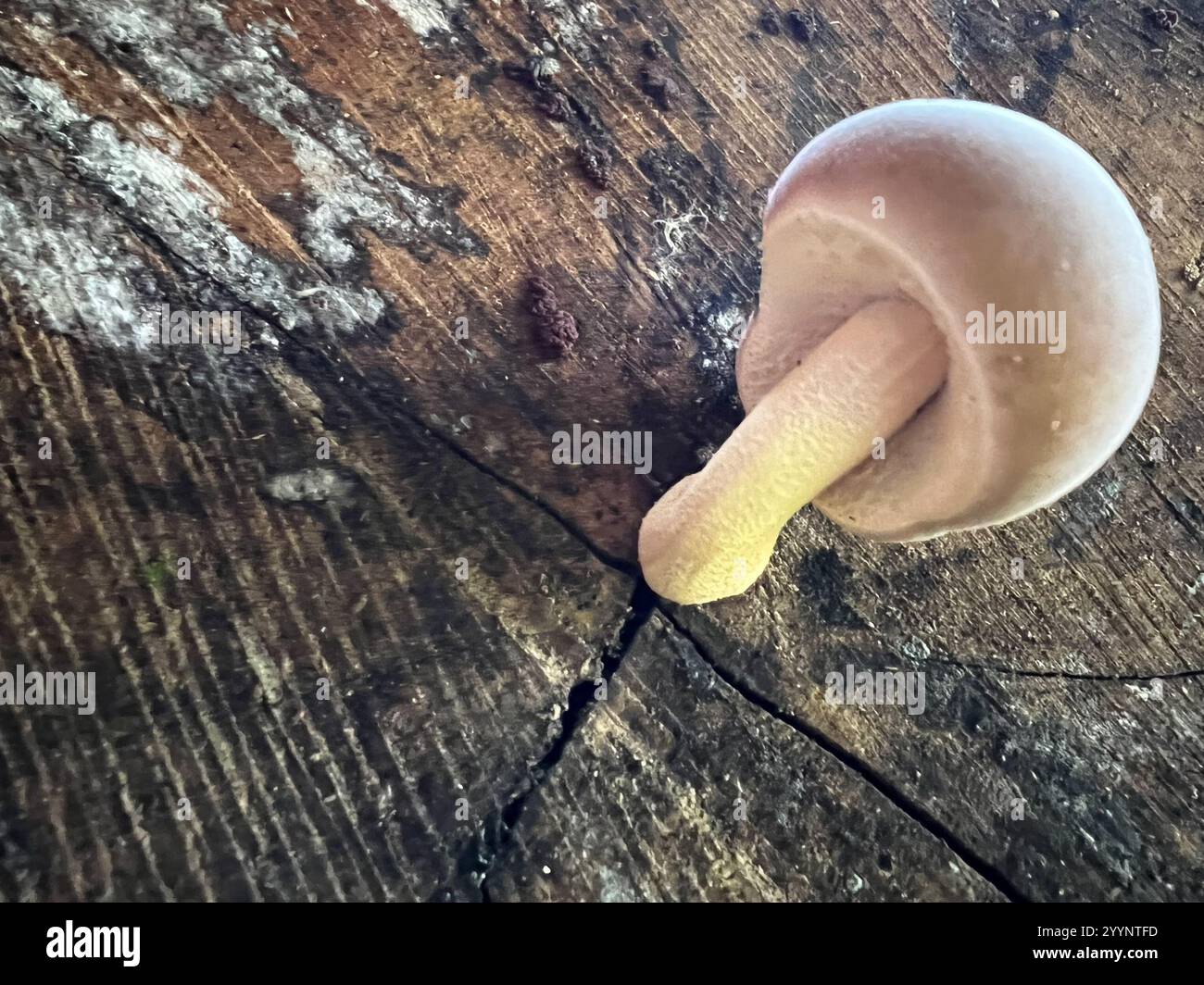 Tawaka (Cyclocybe parasitica Stock Photo - Alamy