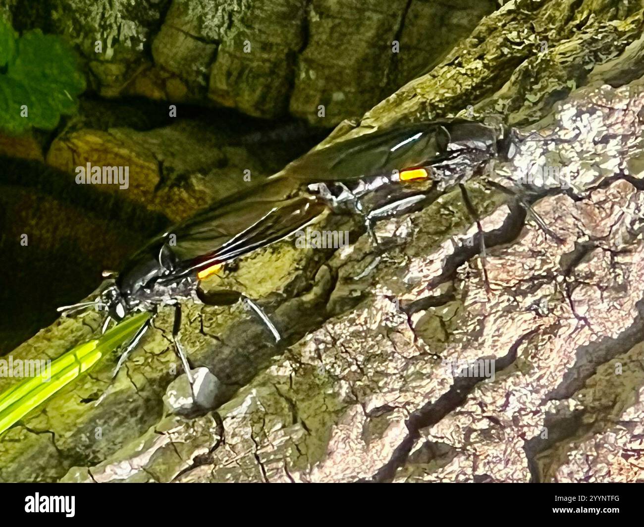 Clubbed mydas fly hi-res stock photography and images - Alamy