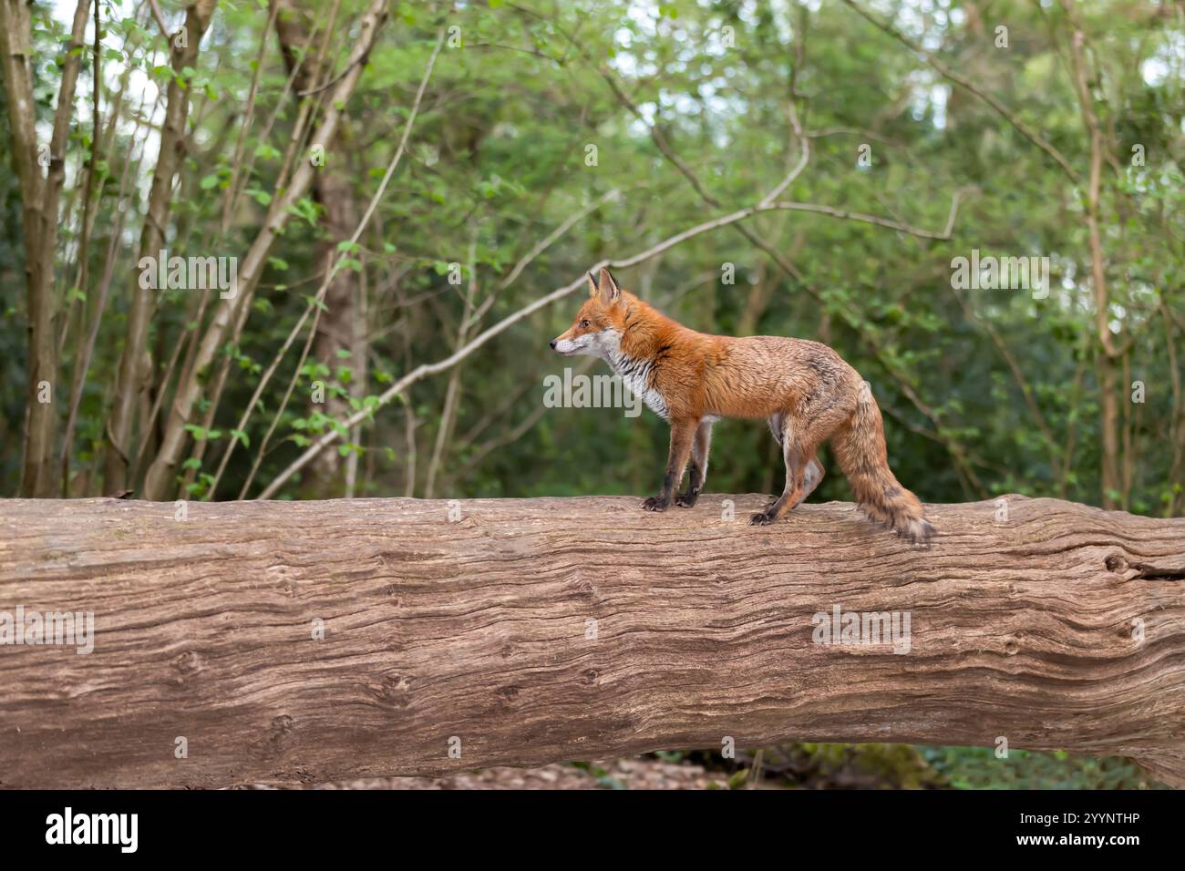 Red fox standing on a tree in a forest, UK Stock Photo - Alamy