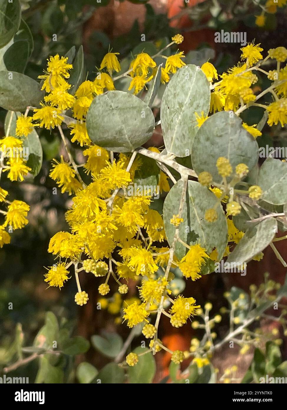 Queensland silver wattle (Acacia podalyriifolia Stock Photo - Alamy