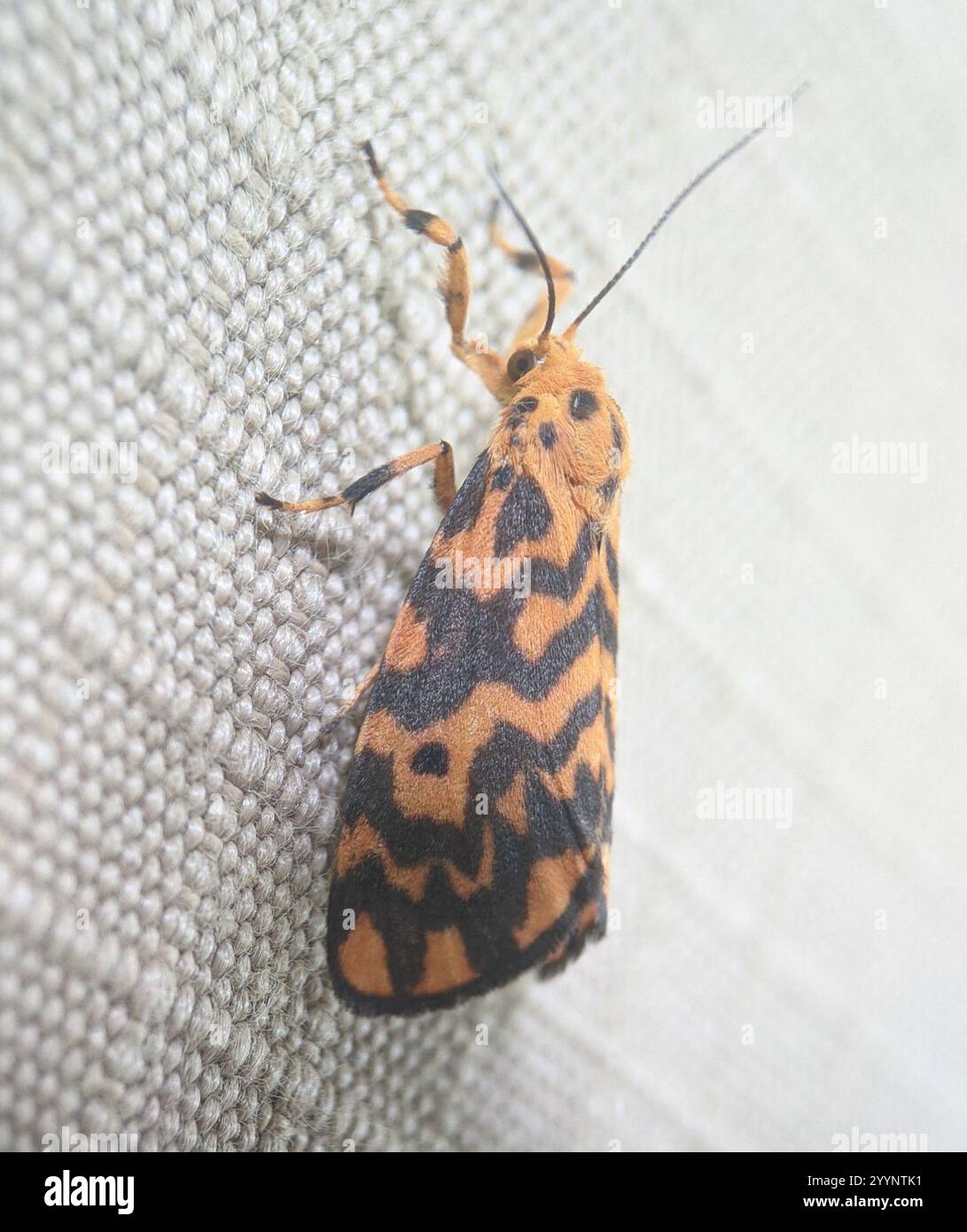 Footman moth (Nepita conferta Stock Photo - Alamy
