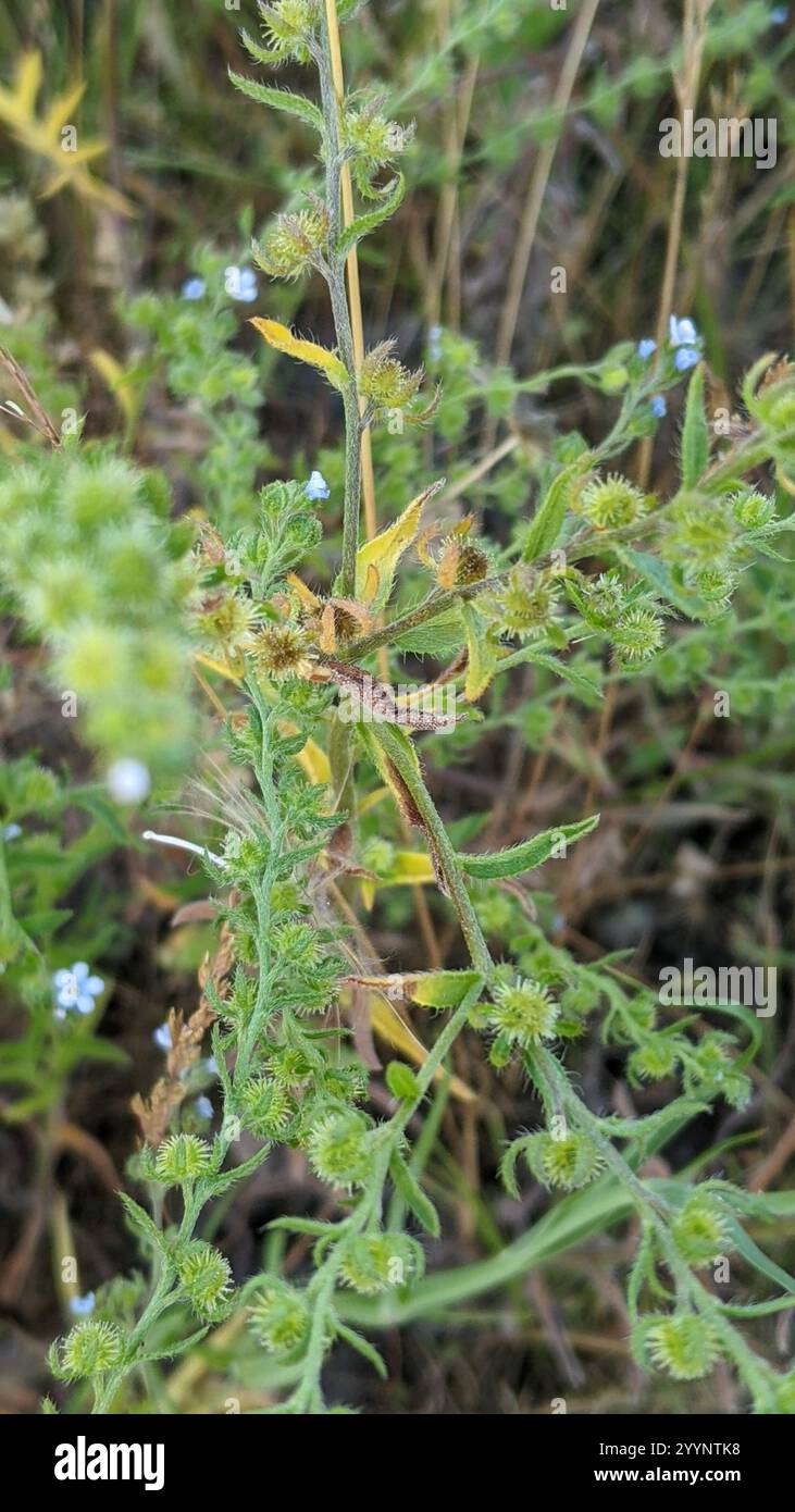 two-rowed stickseed (Lappula squarrosa Stock Photo - Alamy