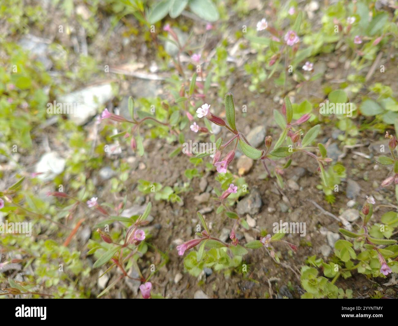 Brewer's Monkeyflower (Erythranthe breweri Stock Photo - Alamy