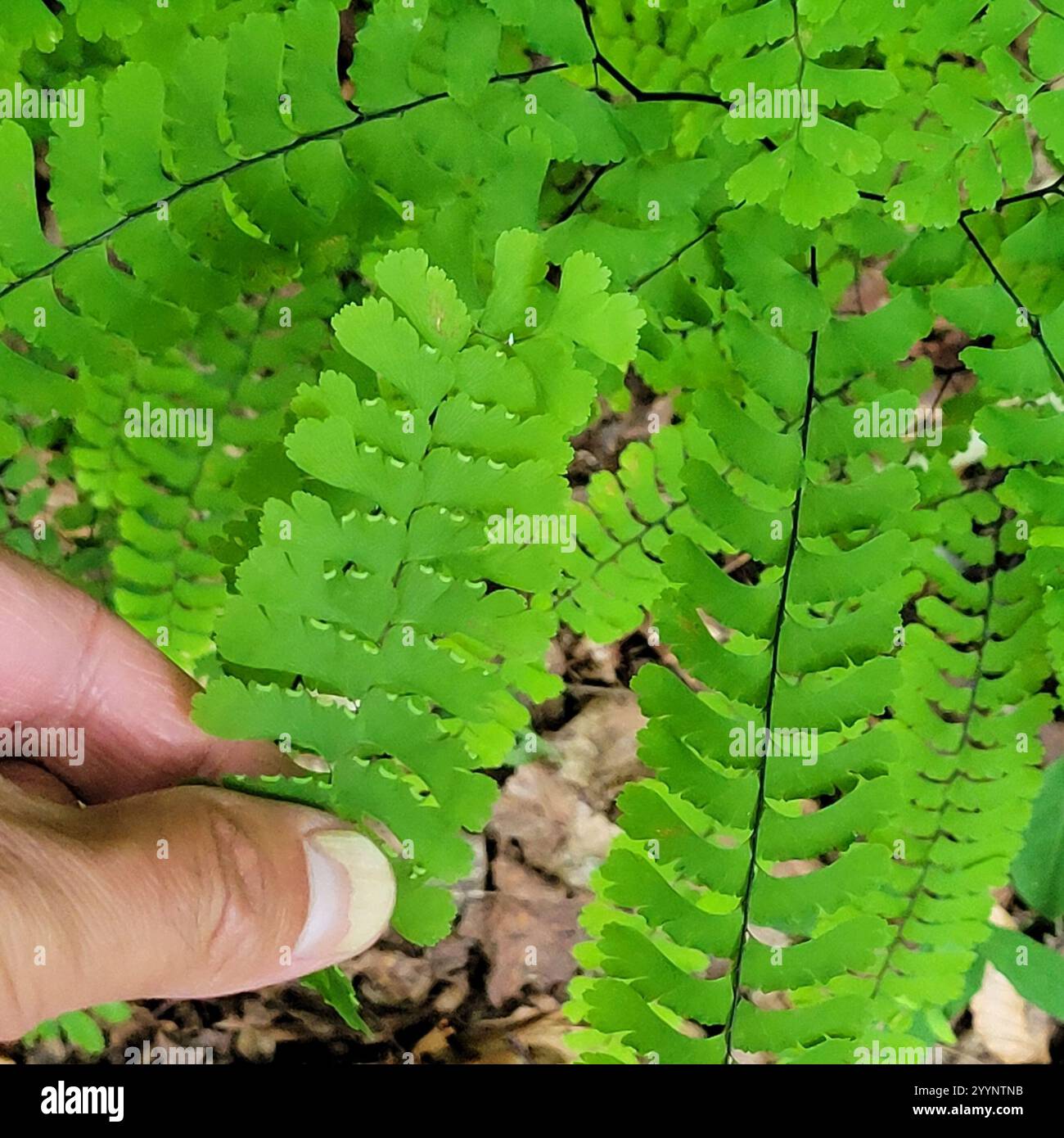 northern maidenhair fern (Adiantum pedatum Stock Photo - Alamy