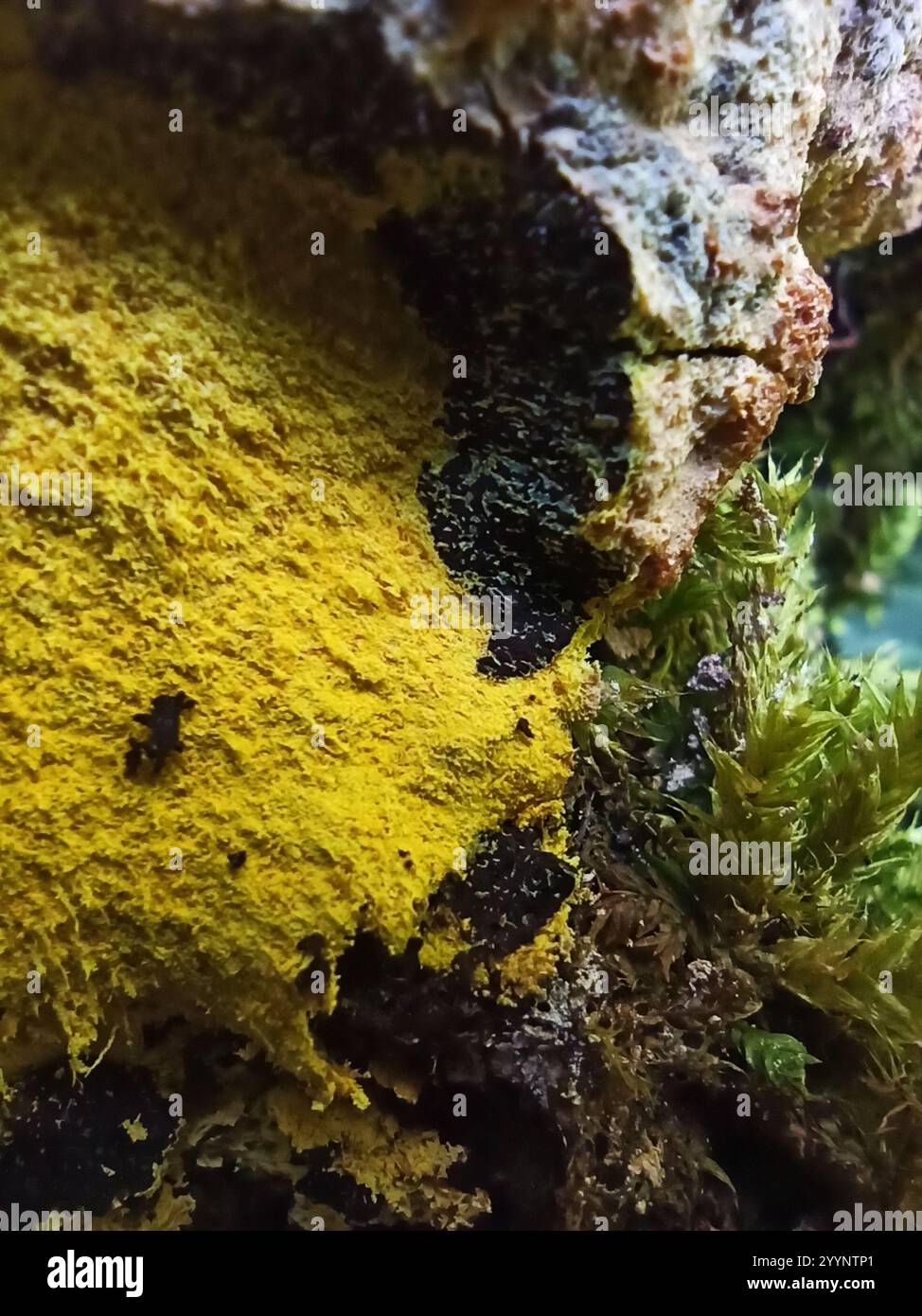 Dog Vomit Slime Mold (Fuligo septica Stock Photo - Alamy