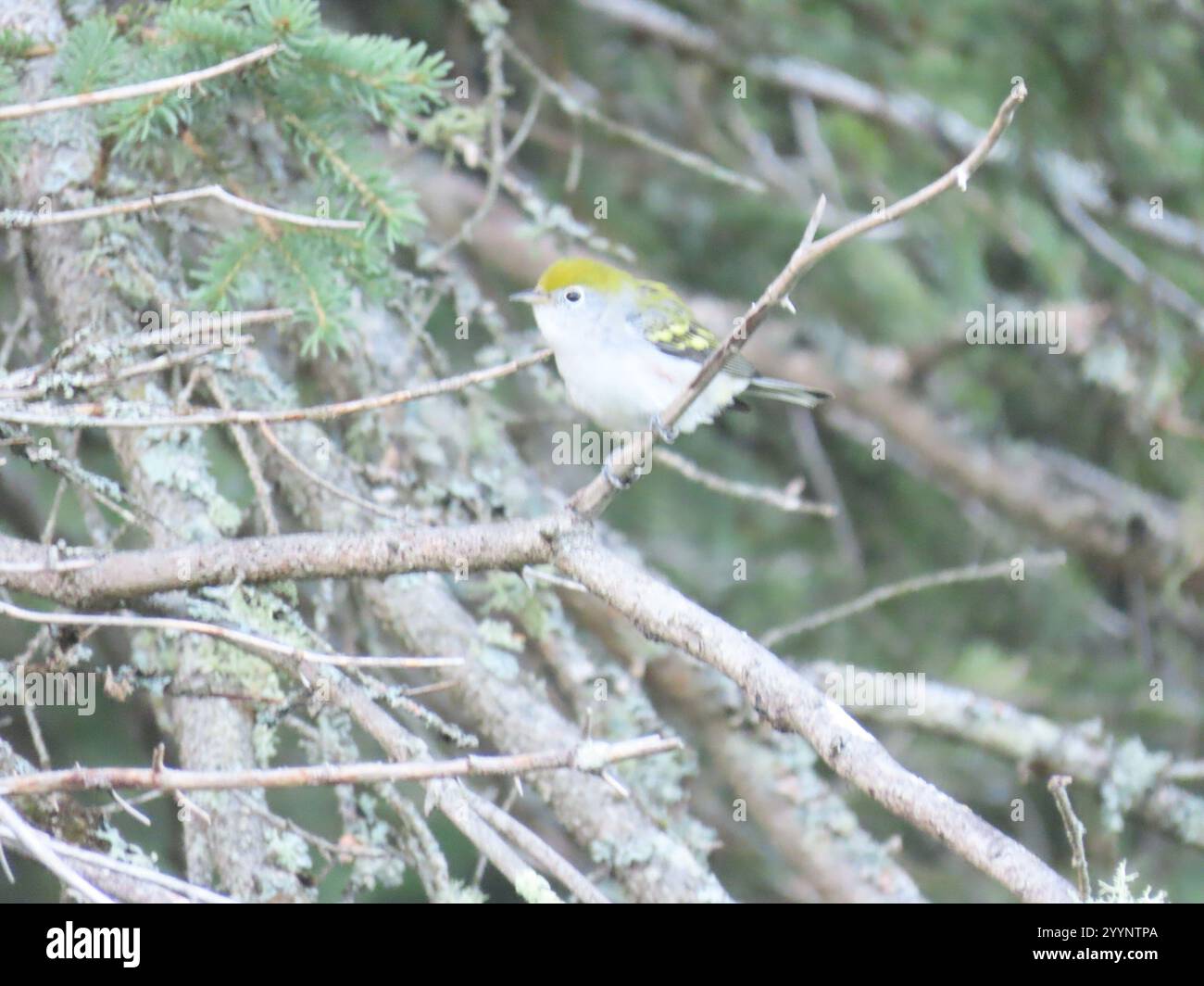 Chestnut-sided Warbler (Setophaga pensylvanica Stock Photo - Alamy