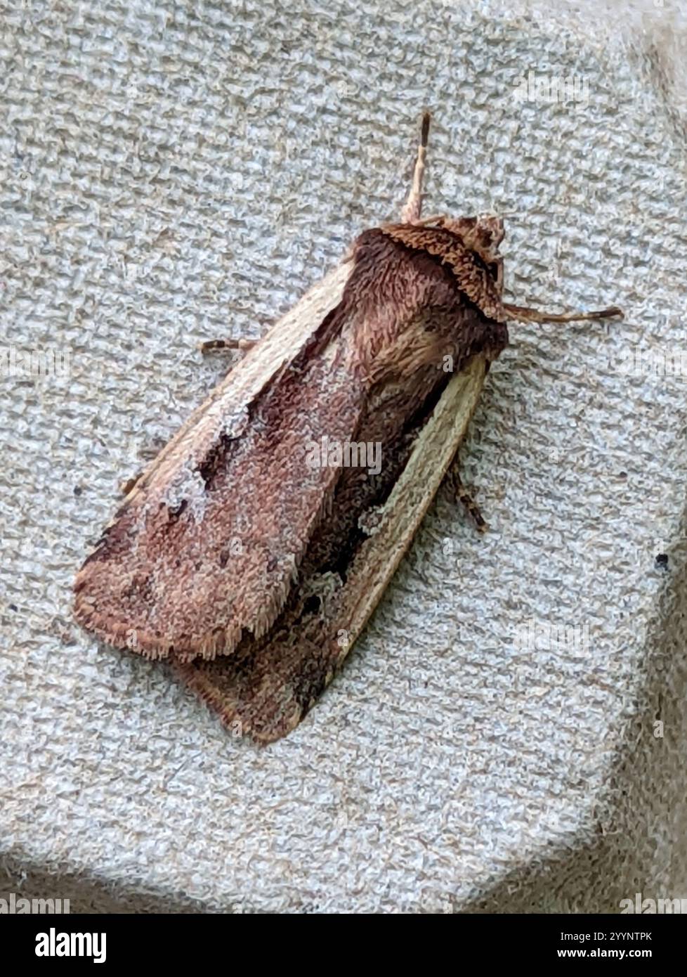 Flame Shoulder Moth (Ochropleura plecta Stock Photo - Alamy