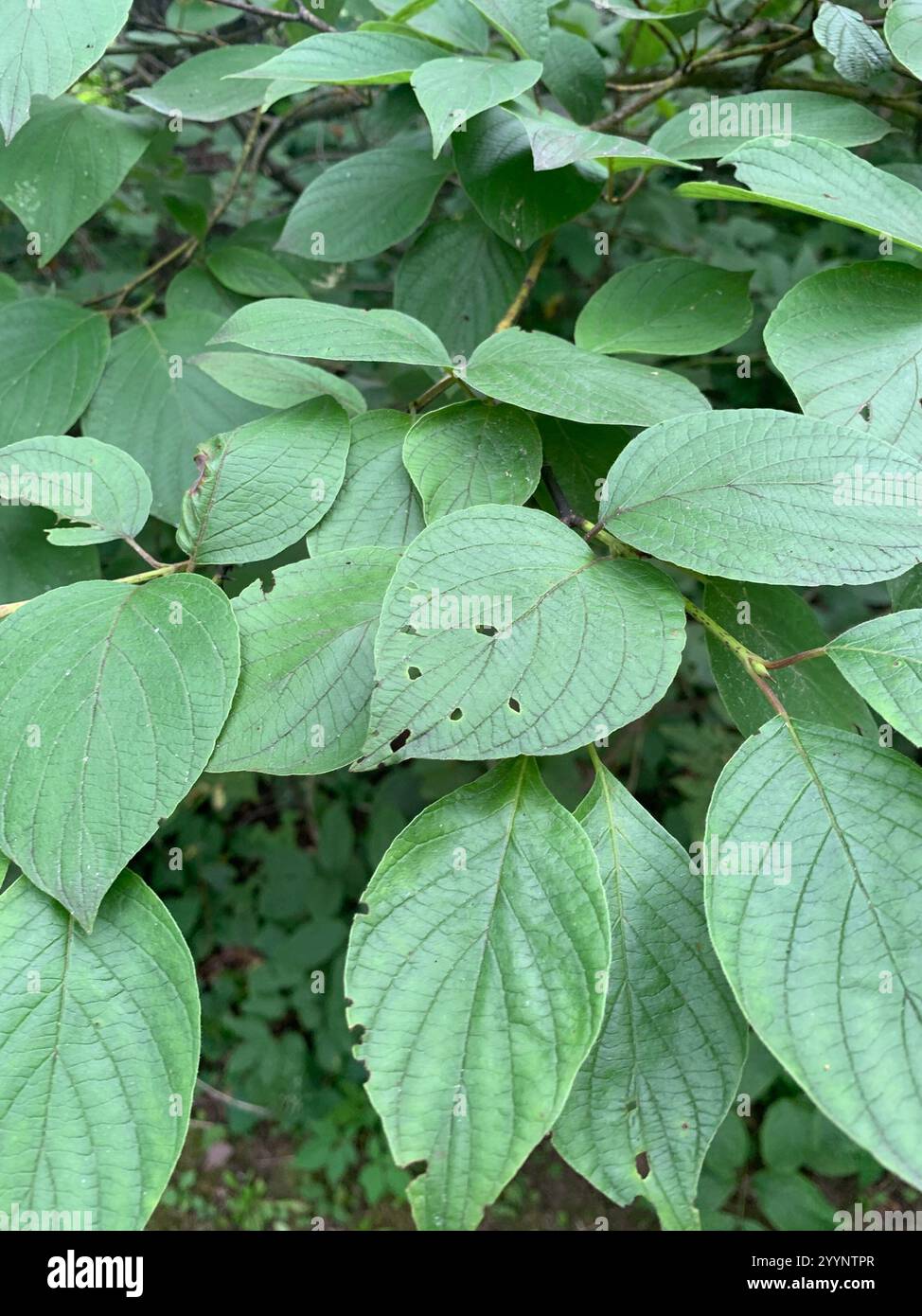 Round-leaved Dogwood (Cornus rugosa Stock Photo - Alamy