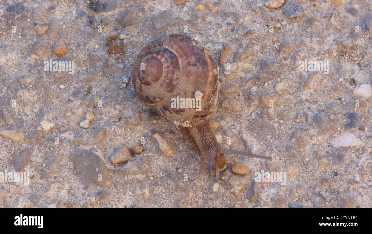Turkish snail hi-res stock photography and images - Alamy