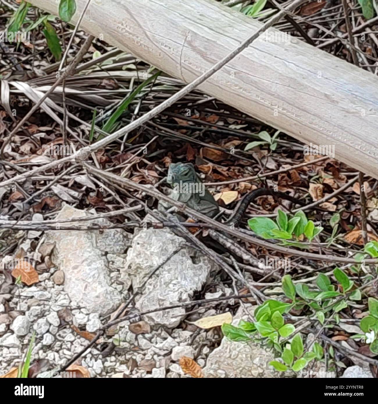 Grand Cayman Blue Iguana (Cyclura lewisi Stock Photo - Alamy