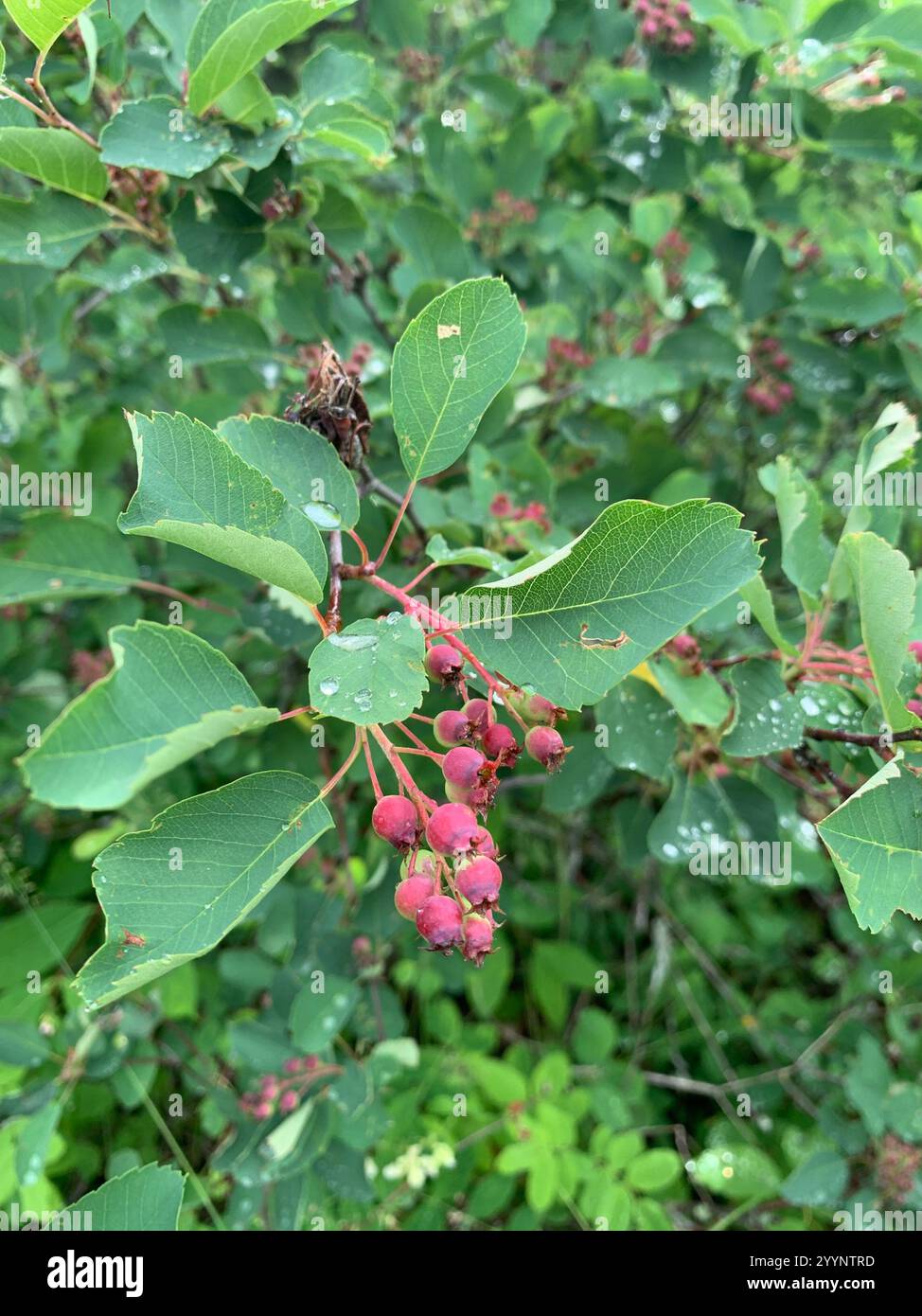 Saskatoon (Amelanchier alnifolia Stock Photo - Alamy