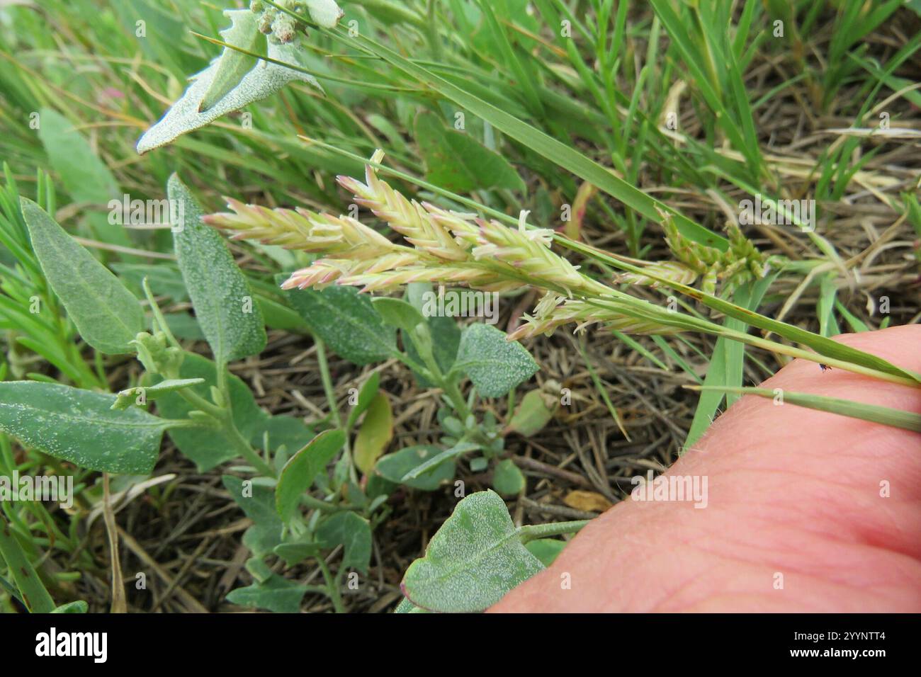 Saltgrass (Distichlis spicata Stock Photo - Alamy