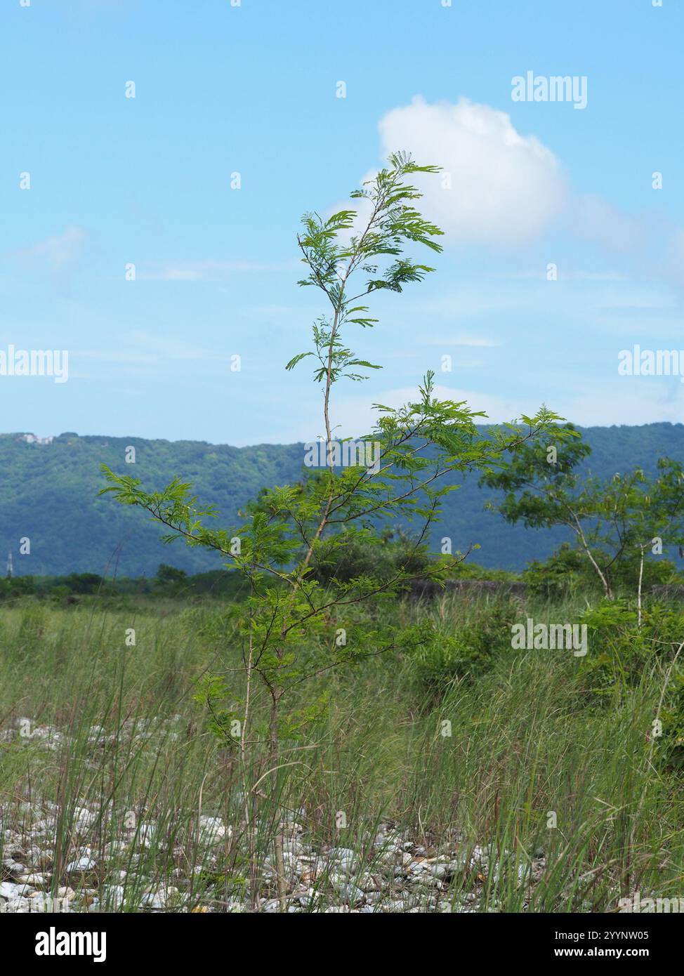 White leadtree (Leucaena leucocephala Stock Photo - Alamy