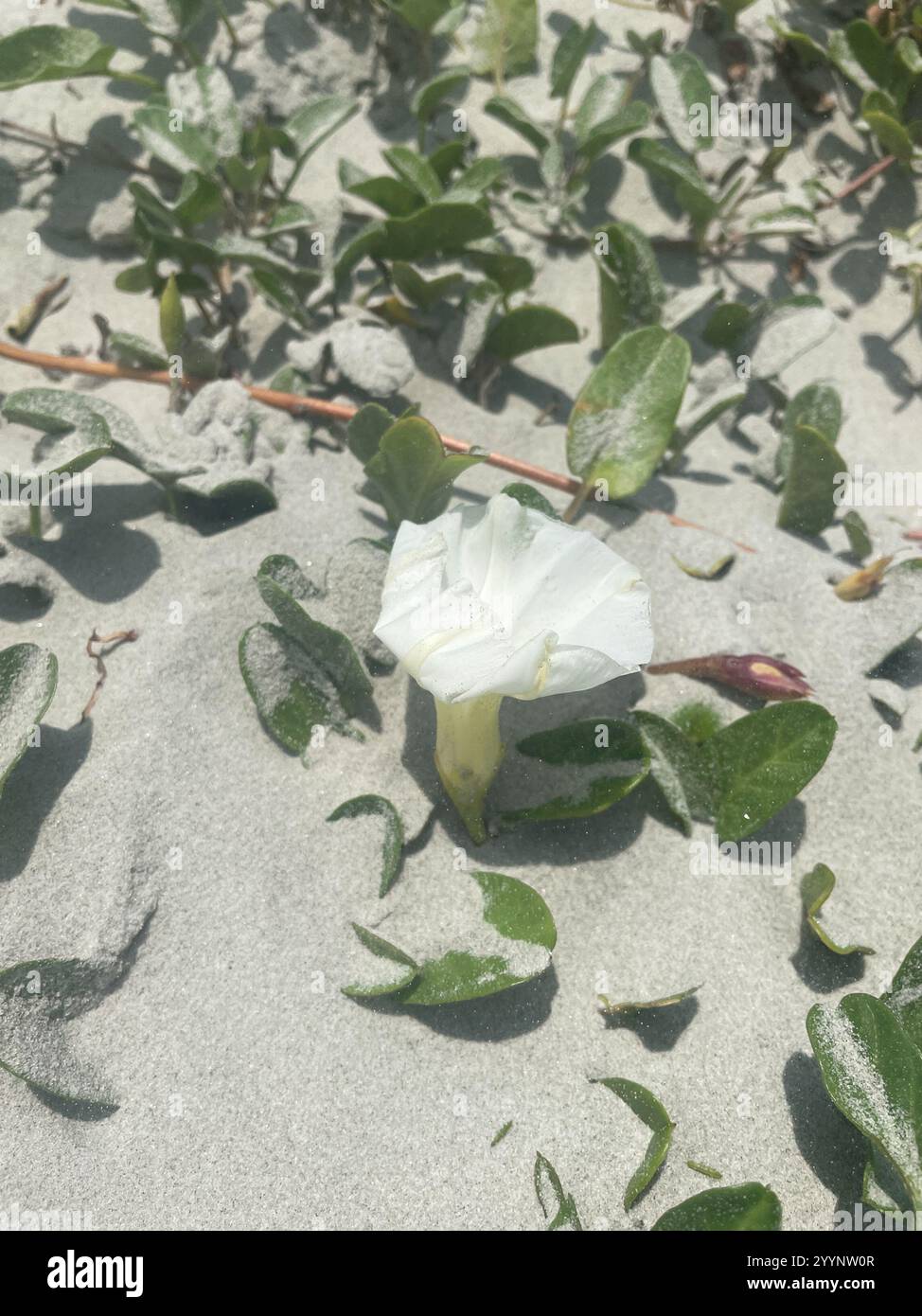beach morning-glory (Ipomoea imperati Stock Photo - Alamy