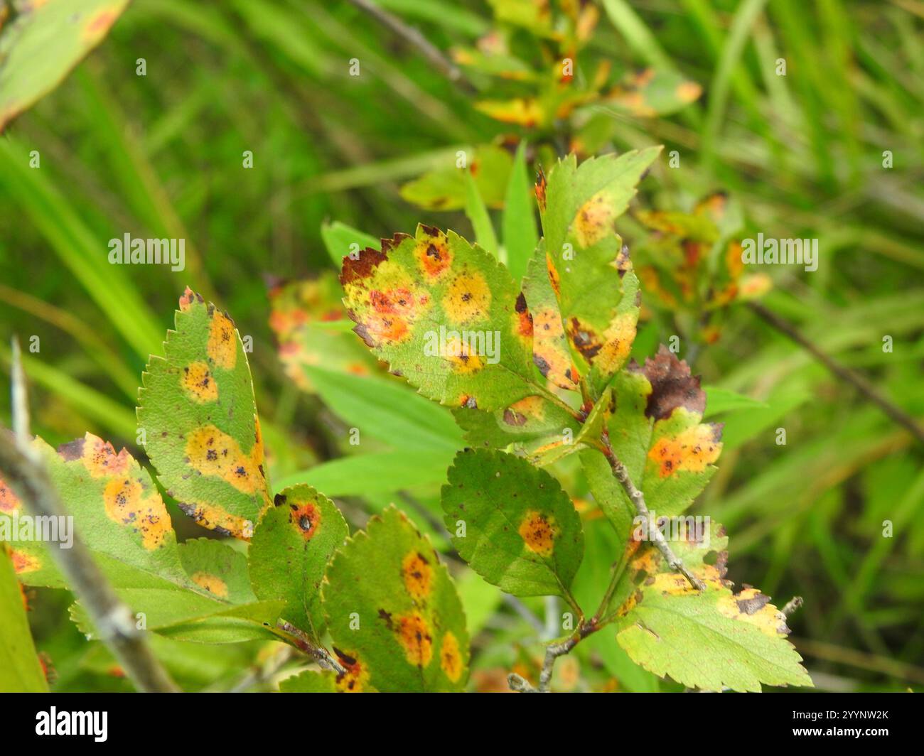 Cedar-Hawthorn Rust (Gymnosporangium globosum Stock Photo - Alamy